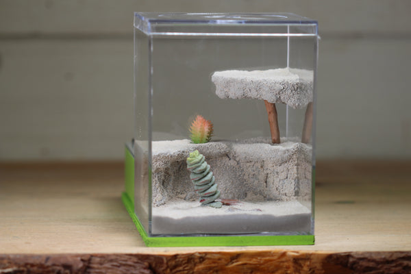 Fortress Formicarium – Tar Heel Ants