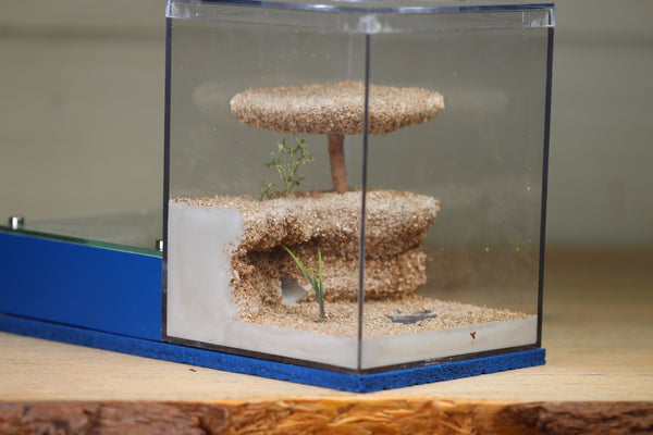 Fortress Formicarium – Tar Heel Ants