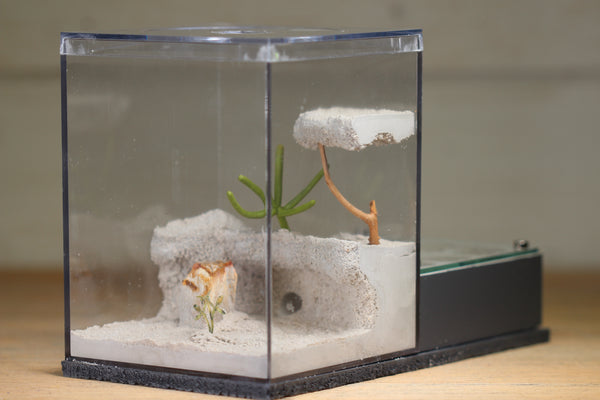 Fortress Formicarium – Tar Heel Ants