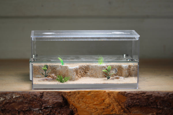 Fortress Formicarium – Tar Heel Ants