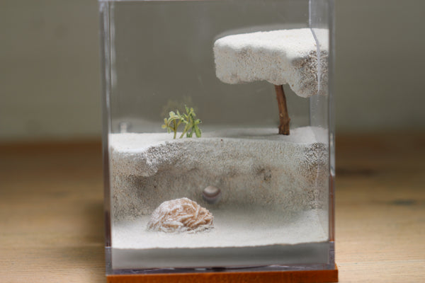 Fortress Formicarium – Tar Heel Ants