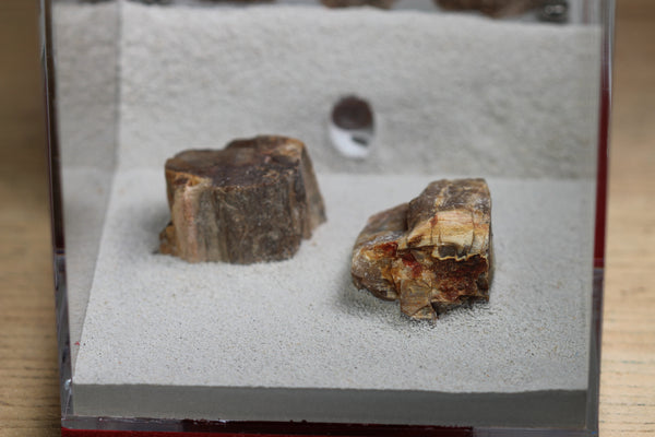 Fortress Formicarium – Tar Heel Ants