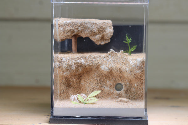 Fortress (Type III)(Grey 204)(X-Tall Box) – Tar Heel Ants