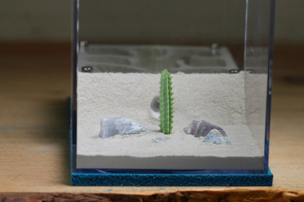 Fortress Formicarium – Tar Heel Ants