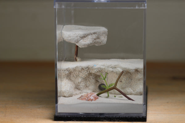 Fortress Formicarium – Tar Heel Ants