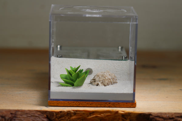 Fortress Formicarium – Tar Heel Ants