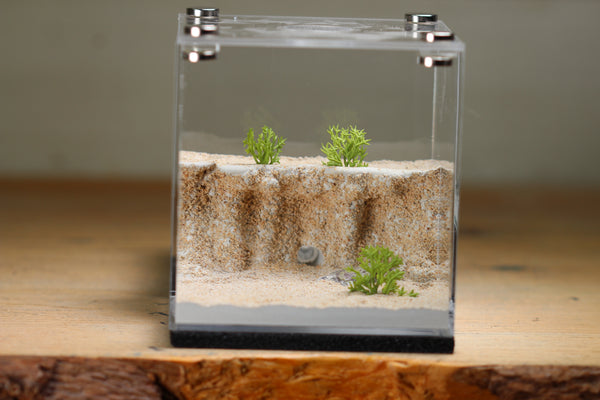 Fortress Formicarium – Tar Heel Ants