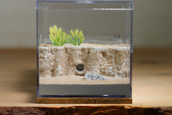 Fortress Formicarium – Tar Heel Ants