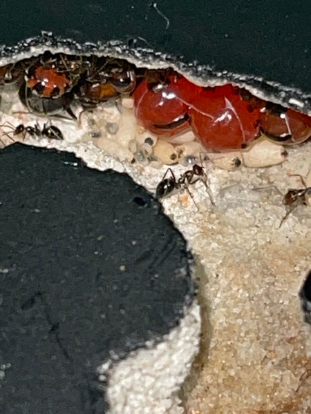 Myrmecocystus depilis (8-12 workers, Queen)(Ants Only) – Tar Heel Ants