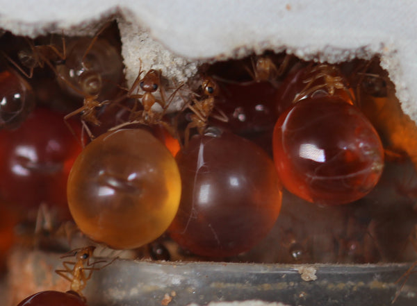 Myrmecocystus mexicanus (10-15 workers, Queen) w/ Mini Hearth – Tar ...
