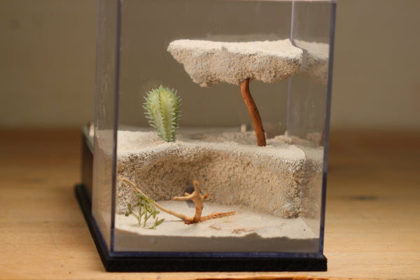 Fortress Formicarium – Tar Heel Ants