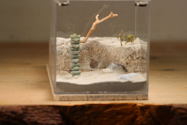 Fortress Formicarium – Tar Heel Ants