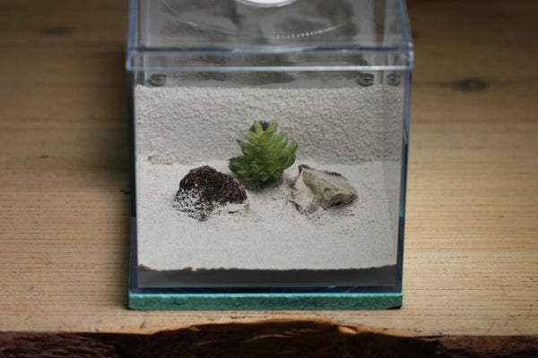 Fortress Formicarium – Tar Heel Ants