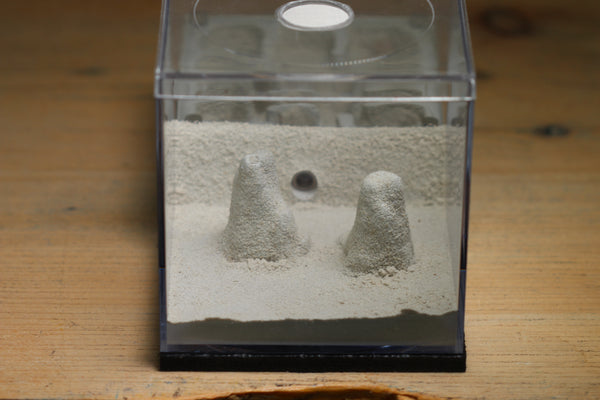 Fortress Formicarium – Tar Heel Ants