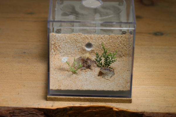 Fortress Formicarium – Tar Heel Ants