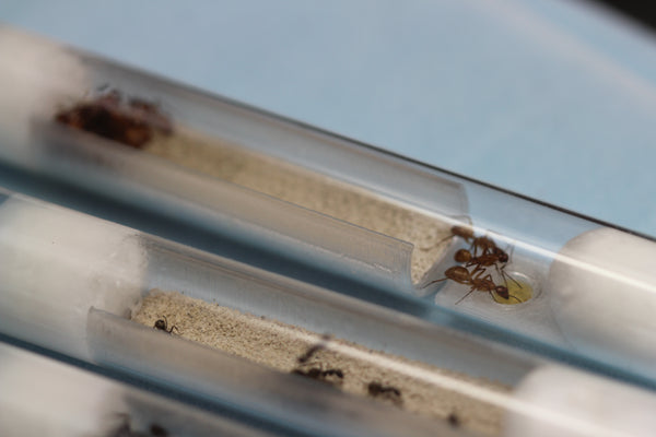 Genesis Test Tube Inserts – Tar Heel Ants