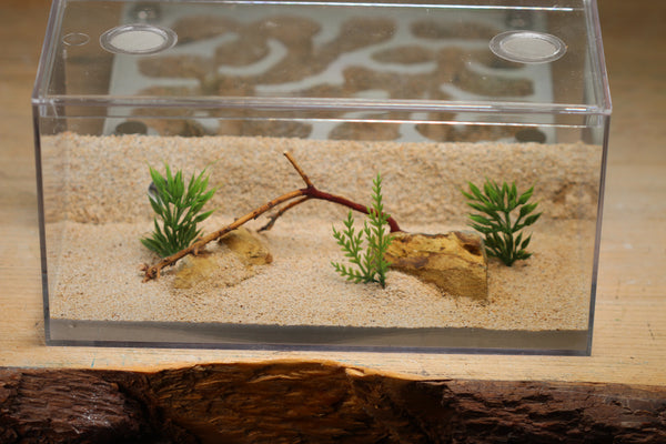 Labyrinth (1001 Black) – Tar Heel Ants