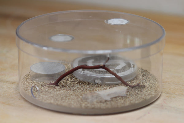 Inception Chamber (Custom 101) – Tar Heel Ants