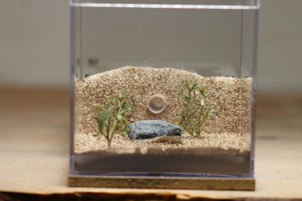 Fortress Formicarium – Tar Heel Ants