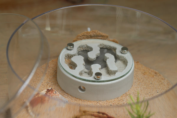 Inception Chamber (Custom 12) – Tar Heel Ants