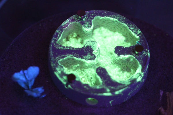 Inception Chamber (Custom 17) – Tar Heel Ants