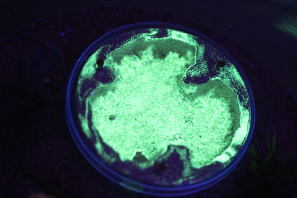 Inception Chamber (Custom 20) – Tar Heel Ants