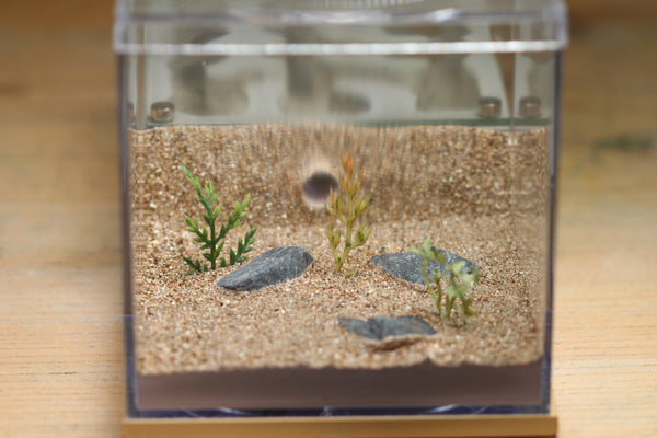 Fortress Formicarium – Tar Heel Ants