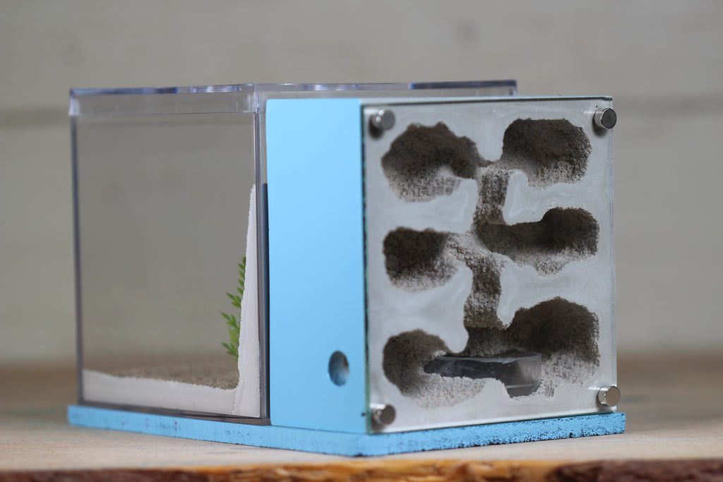 Fortress (Type III)(Light Blue 1214) – Tar Heel Ants