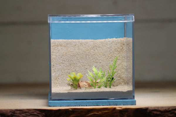 Fortress (Type III)(Light Blue 1214) – Tar Heel Ants