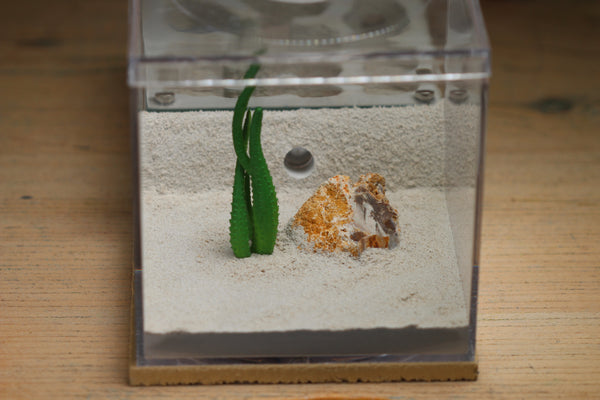 Fortress Formicarium – Tar Heel Ants