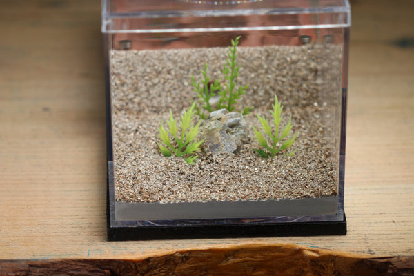 Fortress Formicarium – Tar Heel Ants