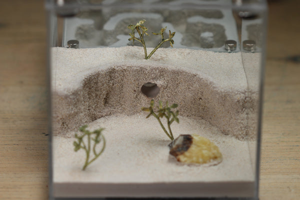 Fortress Formicarium – Tar Heel Ants